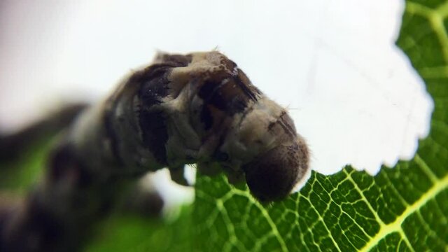 "Bombyx Mori" Images – Browse 21,348 Stock Photos, Vectors, and Video ...