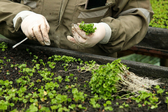 รูปภาพVivero – เลือกดูภาพถ่ายสต็อก เวกเตอร์ และวิดีโอ1,871 | Adobe Stock