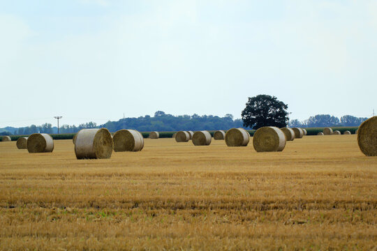 รูปภาพStroh – เลือกดูภาพถ่ายสต็อก เวกเตอร์ และวิดีโอ33,548 | Adobe Stock