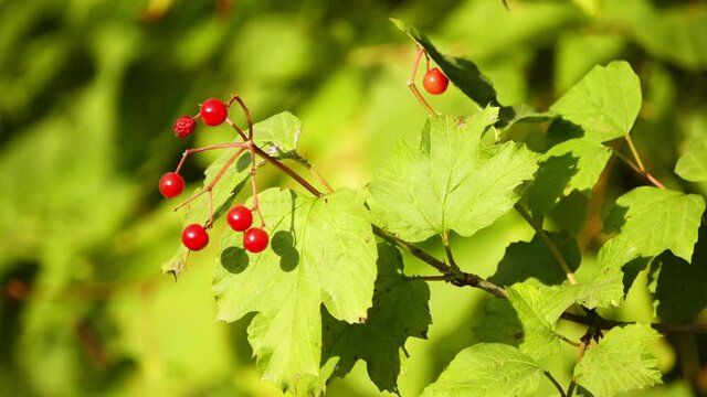 Mooseberry Images – Browse 2,669 Stock Photos, Vectors, and Video ...