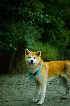 Chient Images – Browse 15 Stock Photos, Vectors, and Video | Adobe Stock