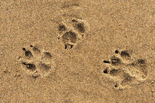 "Dog Footprints" bilder – Bläddra bland 255 stockfoton, vektorer och ...