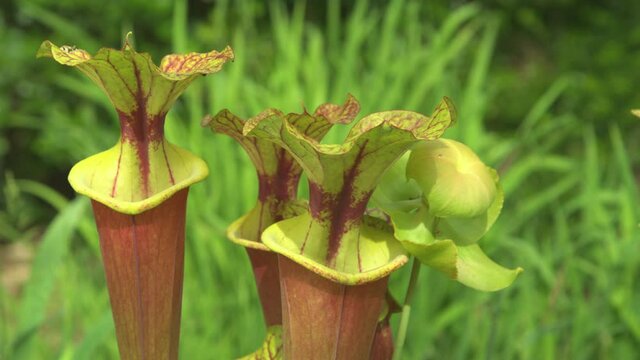 Flava Images – Browse 4,688 Stock Photos, Vectors, and Video | Adobe Stock