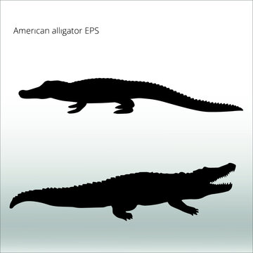 Alligator Line Drawing Images – Browse 2,651 Stock Photos, Vectors, and ...