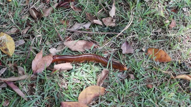Imágenes de Trigoniulus: descubre bancos de fotos, ilustraciones ...