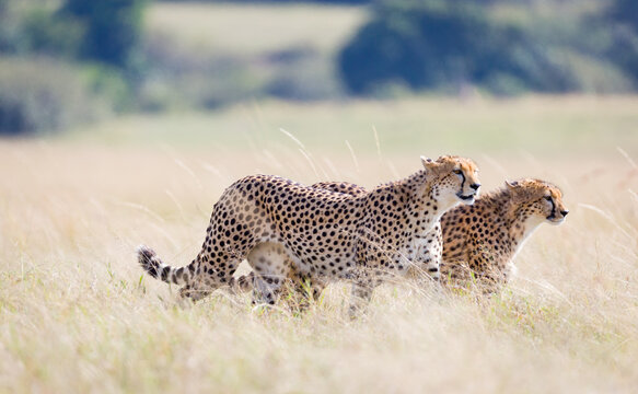 Imágenes de Abatir: descubre bancos de fotos, ilustraciones, vectores y ...