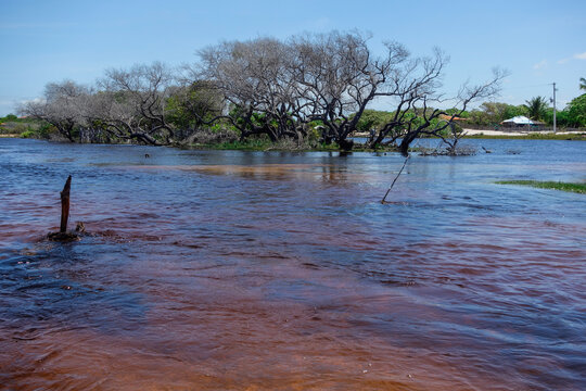 "Coastal Vegetation" Images – Browse 1,625 Stock Photos, Vectors, and ...