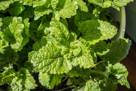 Minzen bilder – Bläddra bland 1,320 stockfoton, vektorer och videor ...