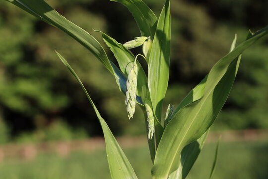 Adlay 이미지 – 찾아보기 2,955 스톡 사진, 벡터 및 비디오 | Adobe Stock