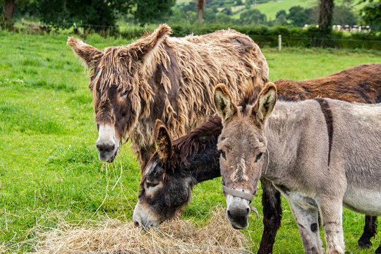 รูปภาพ"Baudet Du Poitou" – เลือกดูภาพถ่ายสต็อก เวกเตอร์ และวิดีโอ649 ...