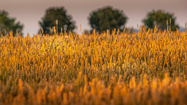 Caryopse bilder – Bläddra bland 42 stockfoton, vektorer och videor ...