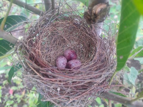 Red Cardinal Eggs