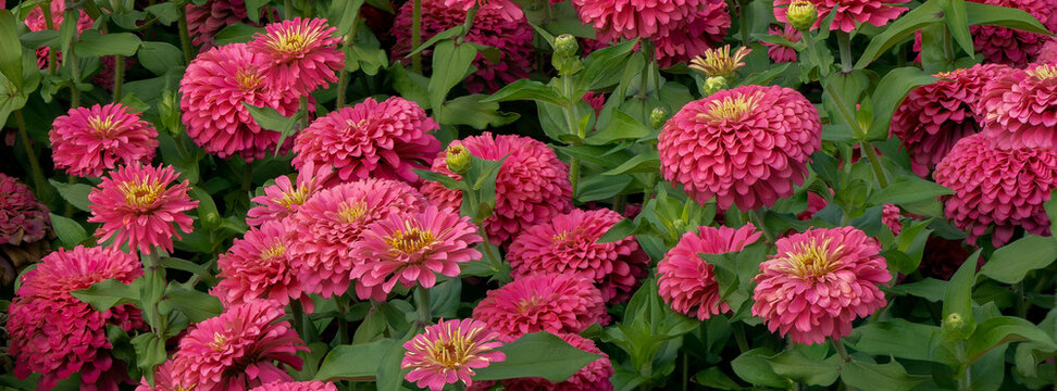 Zinia bilder – Bläddra bland 527 stockfoton, vektorer och videor ...