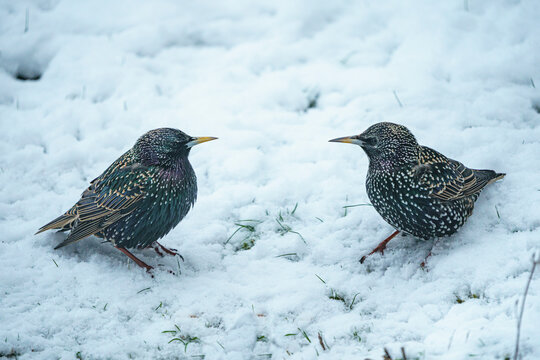 รูปภาพDrossel – เลือกดูภาพถ่ายสต็อก เวกเตอร์ และวิดีโอ4,175 | Adobe Stock