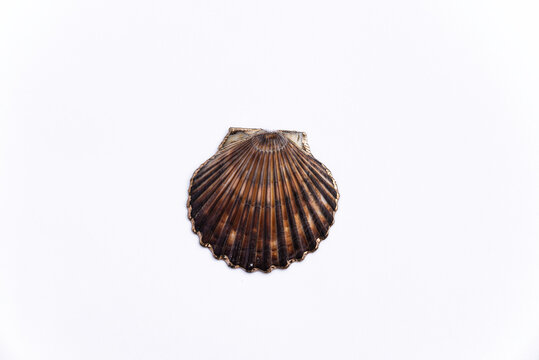 "Scallop Shell" Images – Browse 3,483 Stock Photos, Vectors, and Video ...