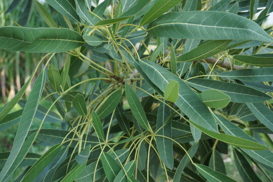 Tabebuia Argentea
