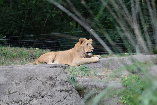 รูปภาพSimba – เลือกดูภาพถ่ายสต็อก เวกเตอร์ และวิดีโอ1,990 | Adobe Stock
