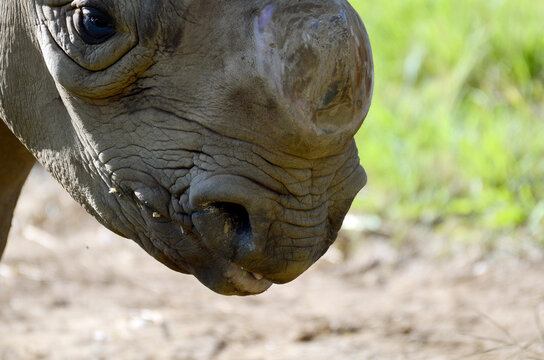 Quenk bilder – Bläddra bland 595 stockfoton, vektorer och videor ...