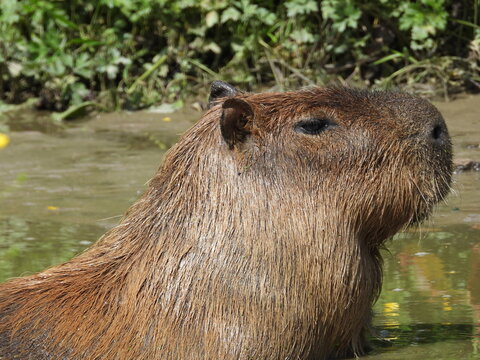 รูปภาพCapibara – เลือกดูภาพถ่ายสต็อก เวกเตอร์ และวิดีโอ13,278 | Adobe Stock