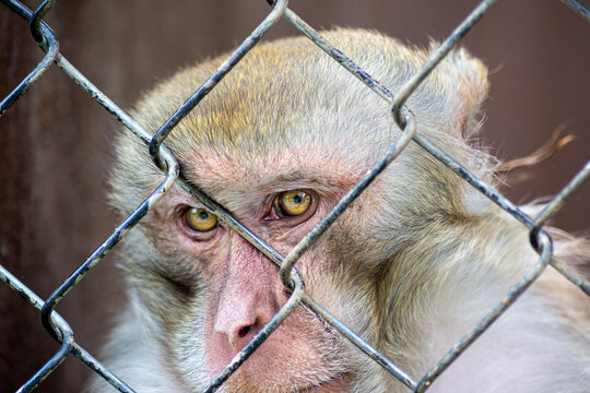 114,903 MELHORES IMAGENS, FOTOGRAFIAS E VETORES DO STOCK SOBRE Macaque ...