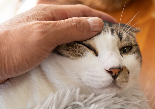 Katzengebiss-Bilder: Stock-Fotos & -Videos. | Adobe Stock