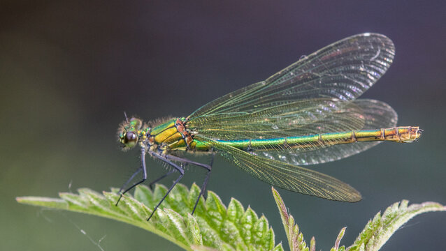 Imágenes de Libela: descubre bancos de fotos, ilustraciones, vectores y ...