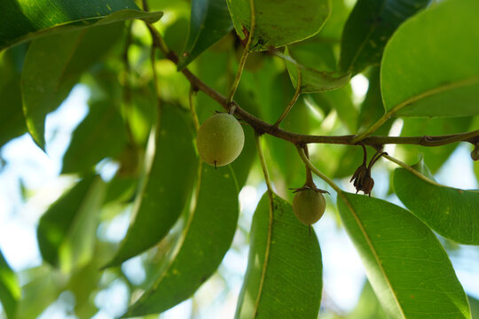 Bullet Wood"」の写真素材 | 380件の無料イラスト画像 | Adobe Stock