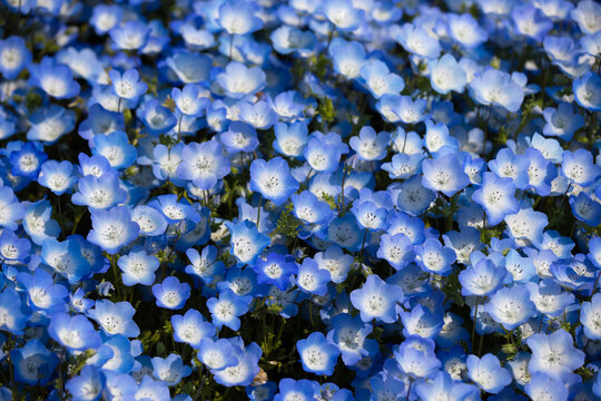 HK-JP photos, images, assets | Adobe Stock