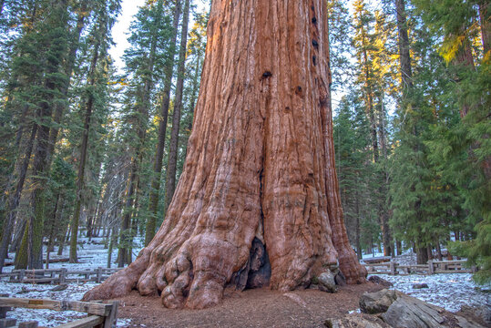 "General Sherman Tree" Images – Browse 372 Stock Photos, Vectors, and ...