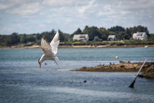 Burd Images – Browse 241 Stock Photos, Vectors, and Video | Adobe Stock