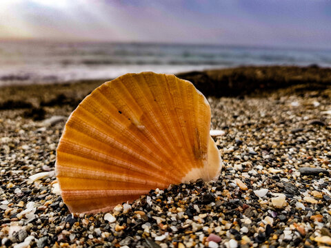 รูปภาพJakobsmuschel – เลือกดูภาพถ่ายสต็อก เวกเตอร์ และวิดีโอ1,469 ...