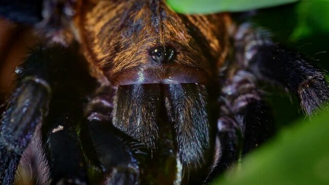 Tarantula Images – Browse 32,580 Stock Photos, Vectors, and Video ...