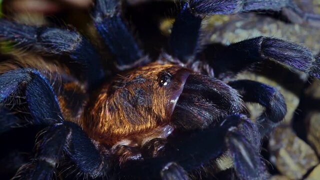 Tarantulas Images – Browse 43,985 Stock Photos, Vectors, and Video ...