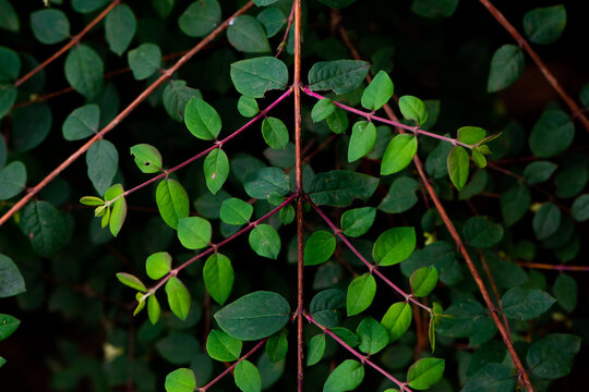 Ojas Billeder – Gennemse 490 stockfotos, vektorer og videoer | Adobe Stock