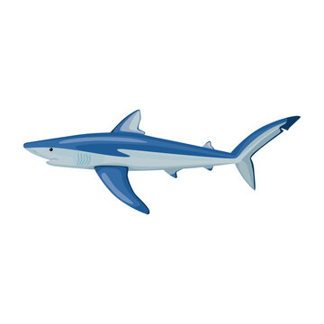 Blue Shark Drawings
