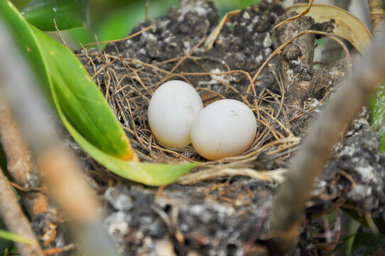 Javan Images – Parcourir 2,941 le catalogue de photos, vecteurs et ...