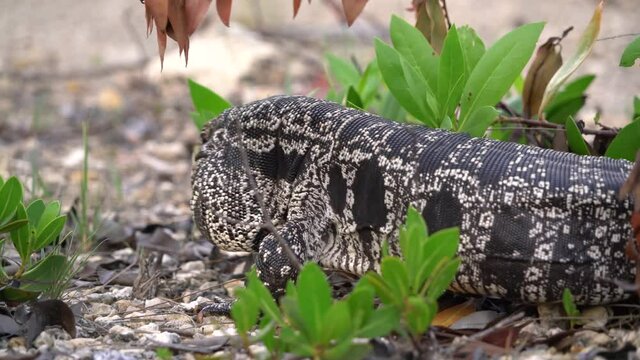 "Tegu Lizard" Images – Browse 339 Stock Photos, Vectors, and Video ...