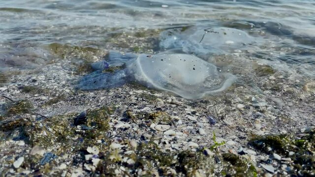 Nettle-Fish Bilder – Durchsuchen 919 Archivfotos, Vektorgrafiken und ...
