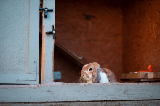 Stallhasen Bilder – Durchsuchen 493 Archivfotos, Vektorgrafiken und ...