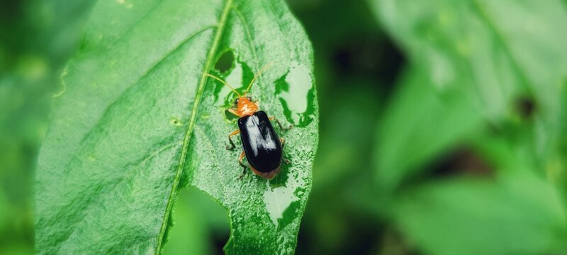 Skeletonized Bilder – Durchsuchen 1,297 Archivfotos, Vektorgrafiken und ...