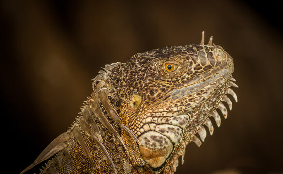 รูปภาพAcrodonta – เลือกดูภาพถ่ายสต็อก เวกเตอร์ และวิดีโอ11,557 | Adobe ...