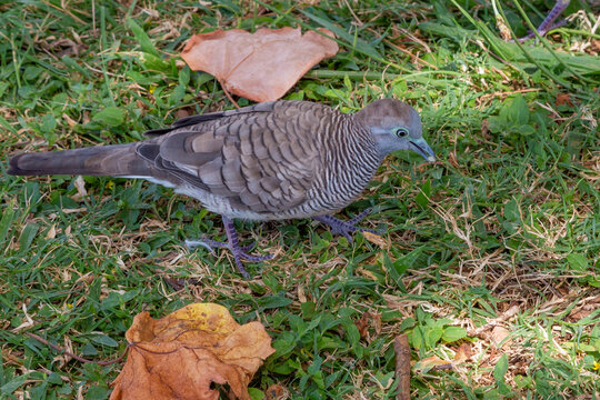 รูปภาพKurokutok – เลือกดูภาพถ่ายสต็อก เวกเตอร์ และวิดีโอ2,361 | Adobe Stock
