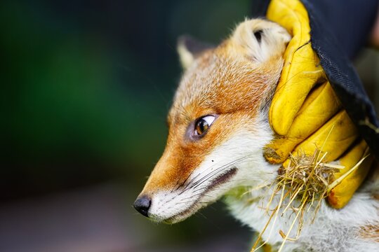 Schlaufuchs Bilder – Durchsuchen 12,270 Archivfotos, Vektorgrafiken und ...