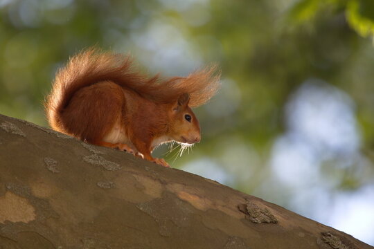 รูปภาพWissbegierig – เลือกดูภาพถ่ายสต็อก เวกเตอร์ และวิดีโอ2,859 ...