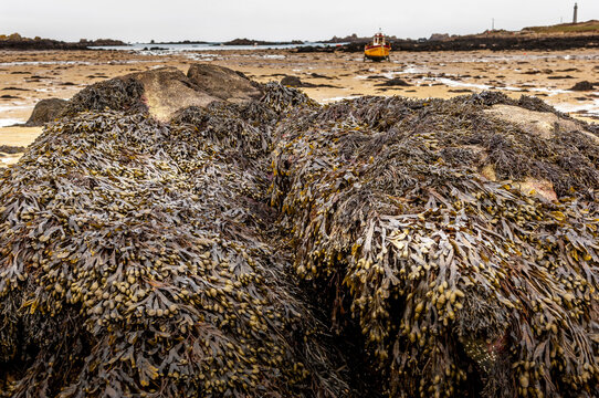 Haptera Bilder – Durchsuchen 1,419 Archivfotos, Vektorgrafiken und ...
