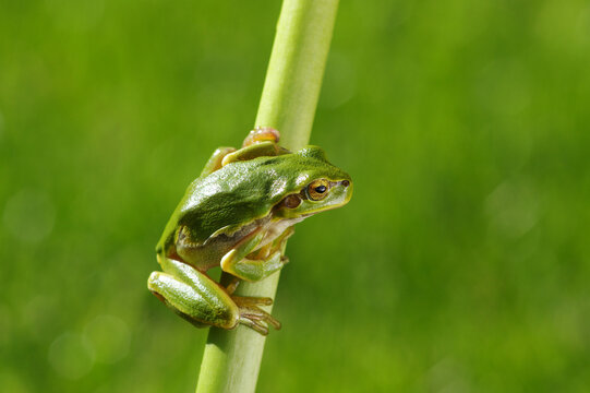 รูปภาพSalientia – เลือกดูภาพถ่ายสต็อก เวกเตอร์ และวิดีโอ5,348 | Adobe Stock