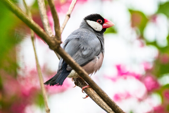 Javan Images – Parcourir 2,941 le catalogue de photos, vecteurs et ...