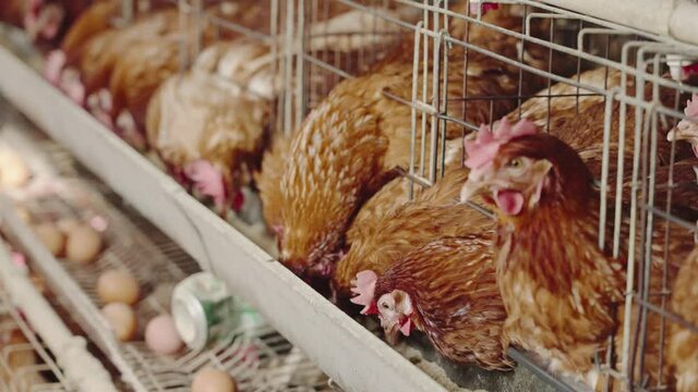 "Chicken Cage" Bilder – Durchsuchen 124 Archivfotos, Vektorgrafiken und ...