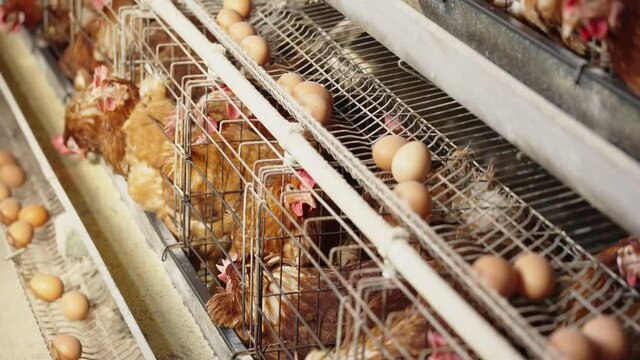 "Chicken Cage" Images – Parcourir 135 le catalogue de photos, vecteurs ...