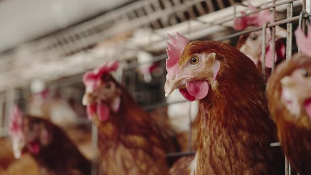 "Chicken Cage" Bilder – Durchsuchen 124 Archivfotos, Vektorgrafiken und ...